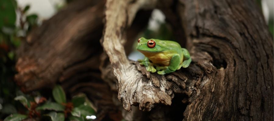Frog-ID Kids Activity at Stockland Shellharbour - Visit Shellharbour