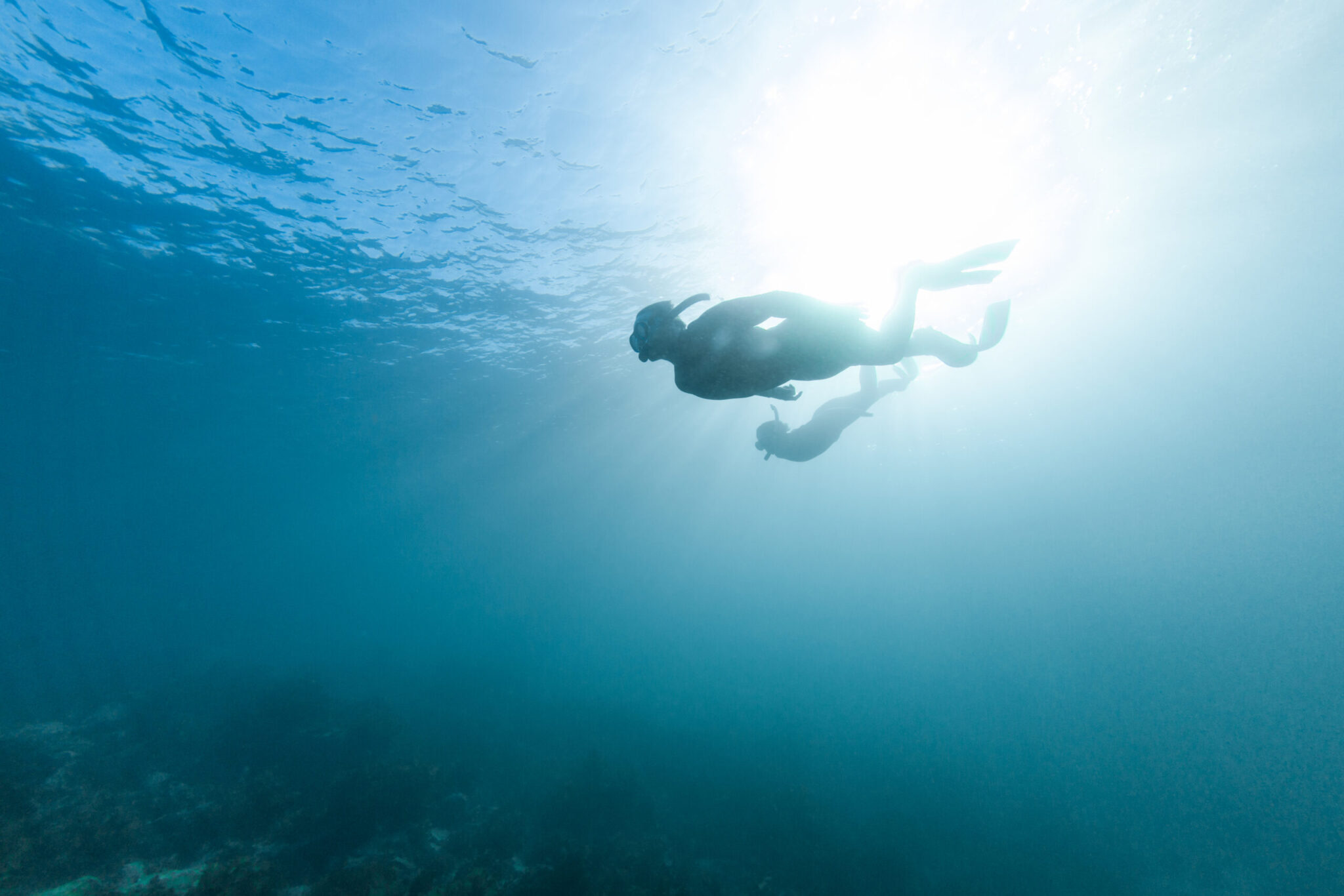 Nature Talks: Underwater Wildlife Detectives at Shellharbour City ...